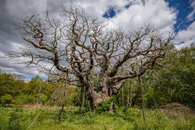 Robin Hoods Major Oak In Sherwood Forest Has Died Experts Say - Northants 1